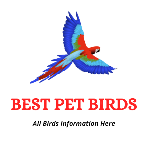 CONTACT US | BEST PET BIRDS