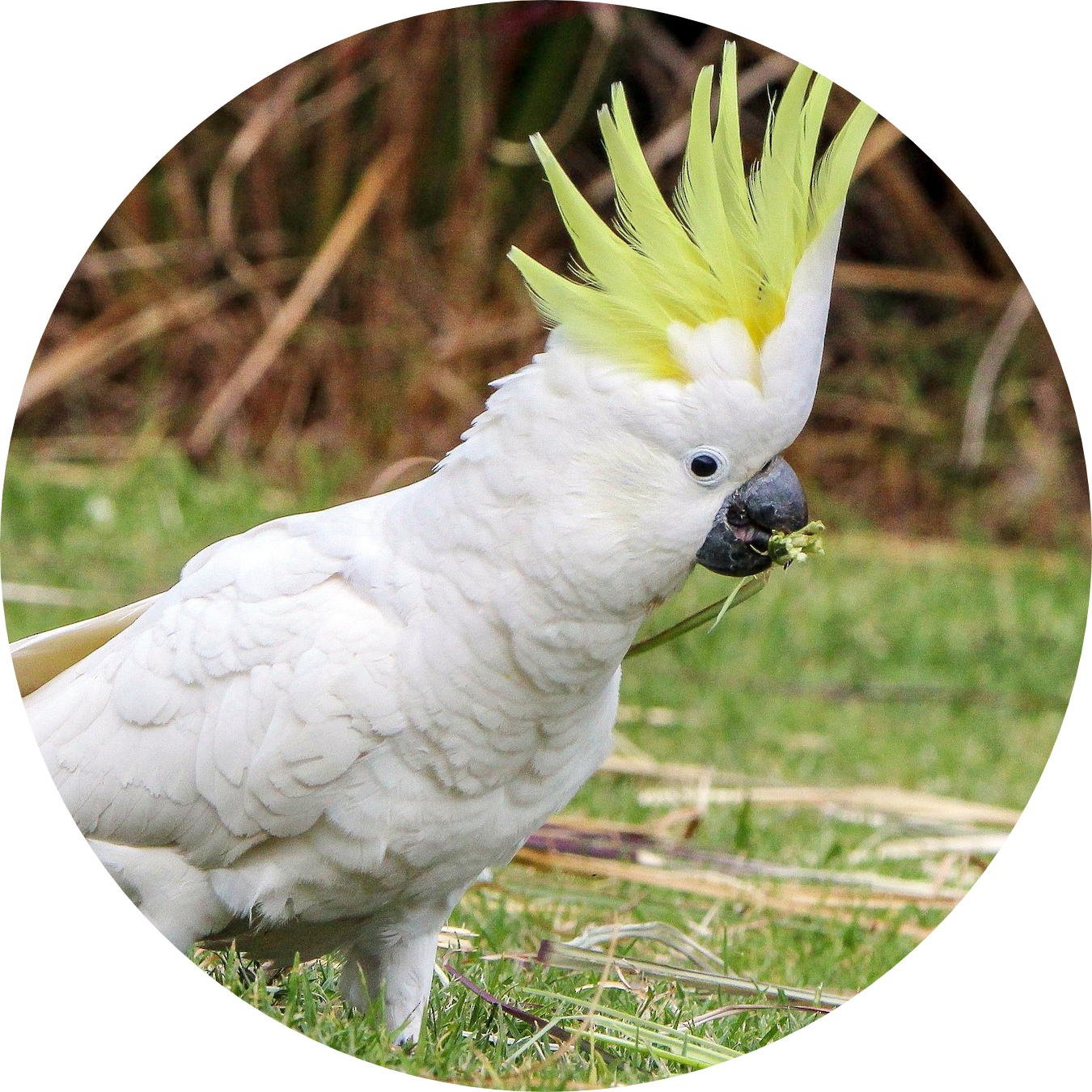 COCKATOO | BEST PET BIRDS